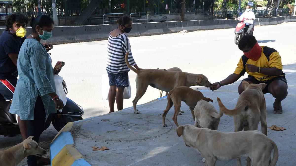 Feeding Meat To Stray Dogs Near Mahalaxmi Temple | Animal Lovers ...