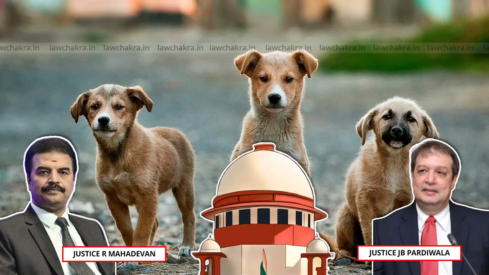 Stray Dog Menace & Rabies | What Are Animal Birth Control Rules That ...