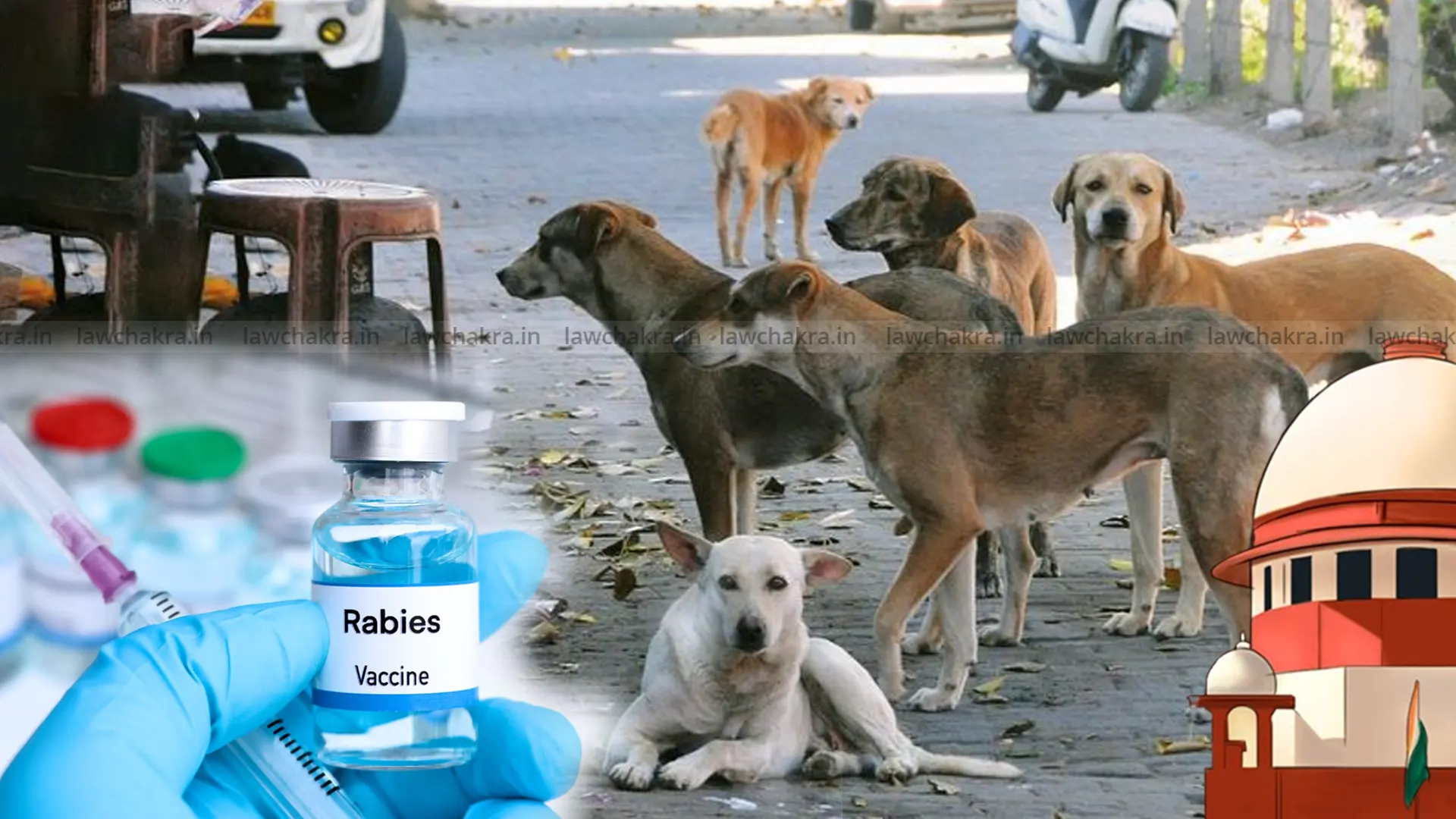 Supreme Court Ruling On Stray Dogs | How To Sterilise Street Dogs In ...