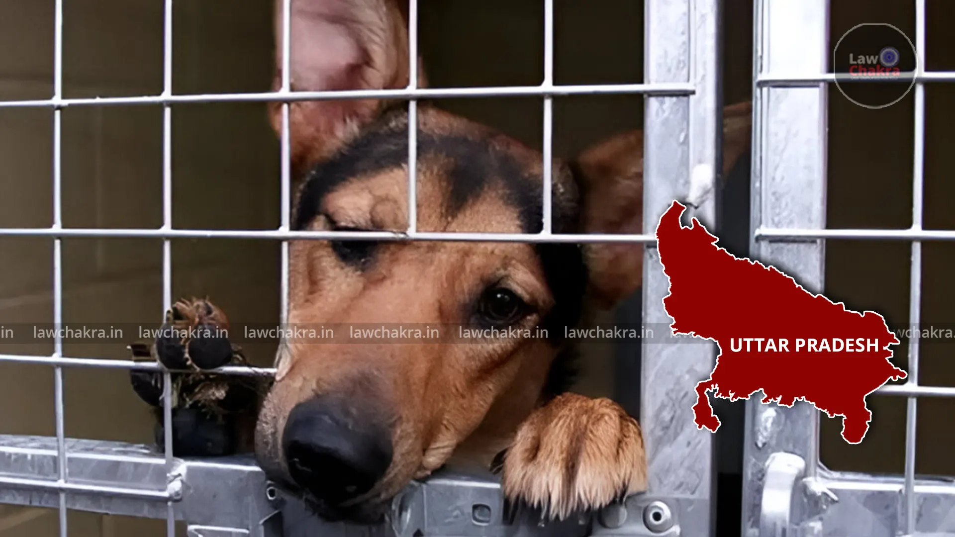 Dogs That Bite Twice To Face Life Imprisonment: Uttar Pradesh Govt’s ...