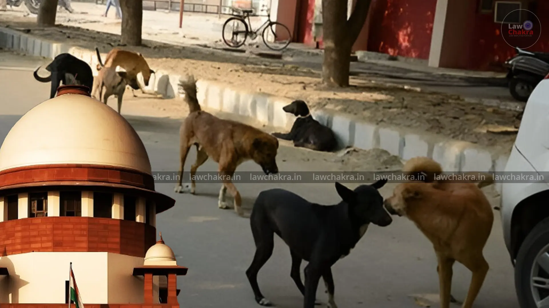 Stray Dogs Case | "Sleeping Over Orders": Supreme Court Ordered Chief ...