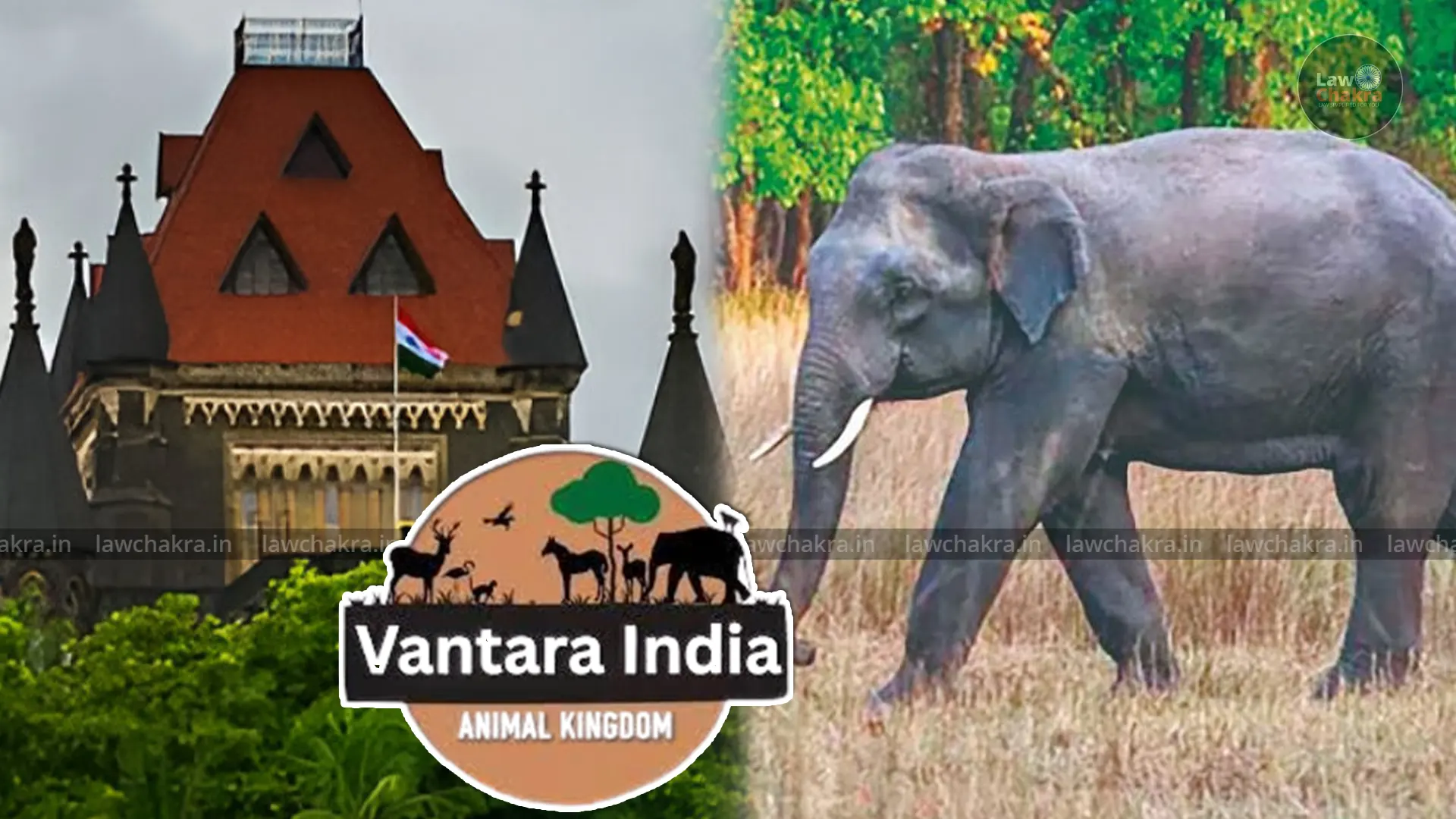 Bombay High Court Allows Capture Of Wild Elephant Omkar; Says Temporary ...