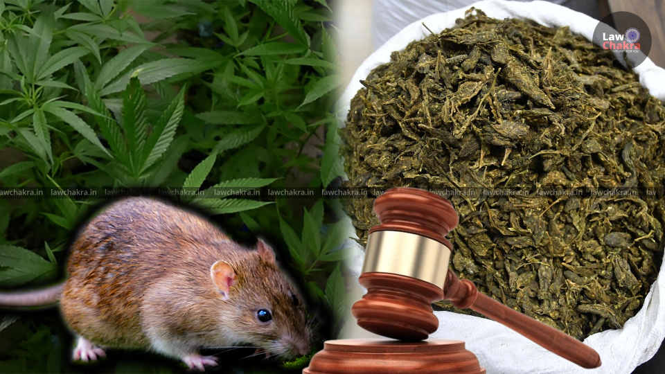 Shocking Claim By Cops| 200 Kg Ganja Eaten By Rats: Court Slams ...