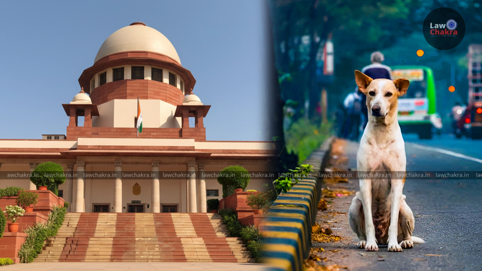 Stray Dogs Case| You Take Them Home, Why Let Them Roam, Bite, Chase ...